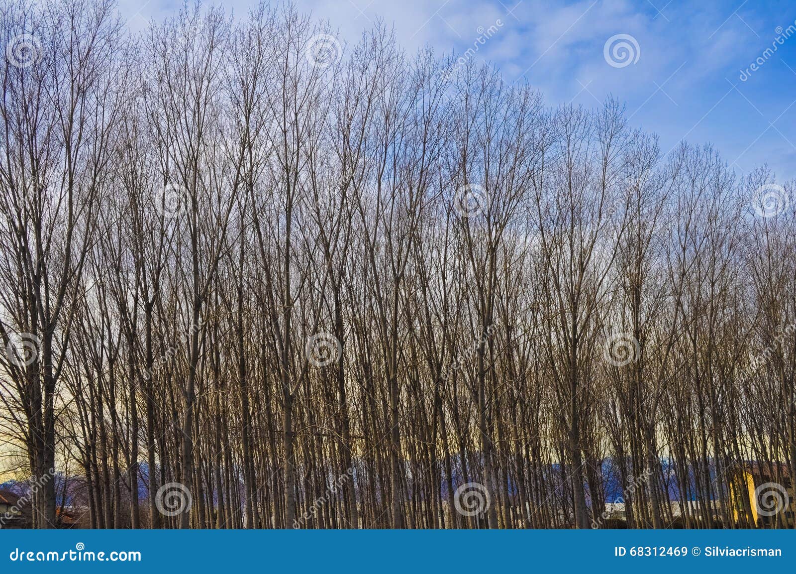 Tree tops stock image. Image of tree, plants, winter - 68312469