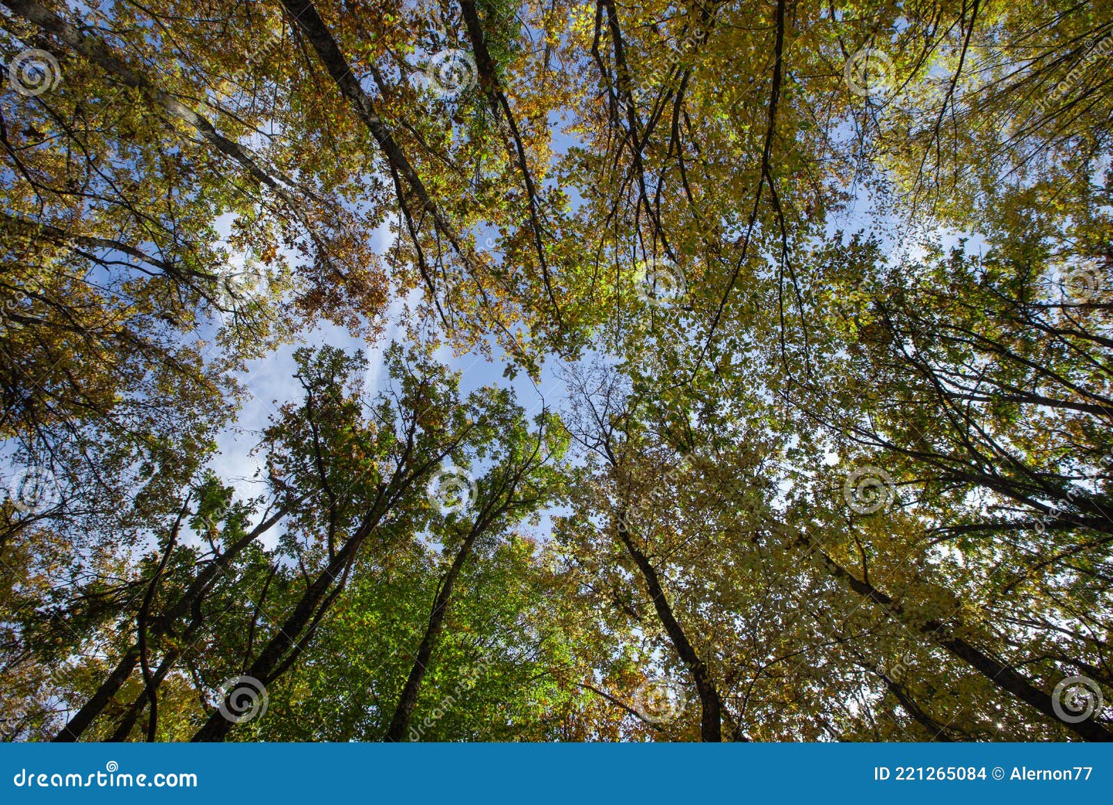 Tree Tops in the Forest Against the Sky Stock Photo - Image of forest ...