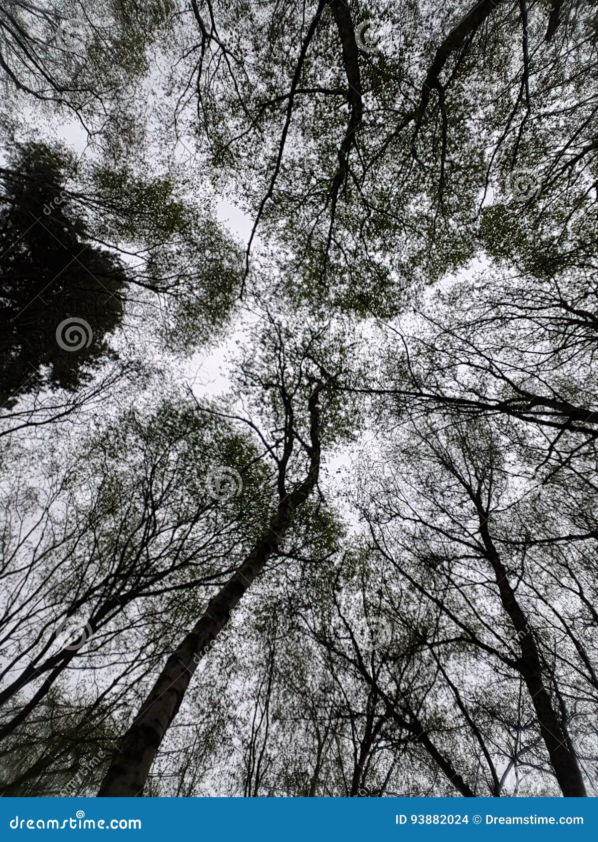 Tree tops stock photo. Image of green, nature, tops, forest - 93882024