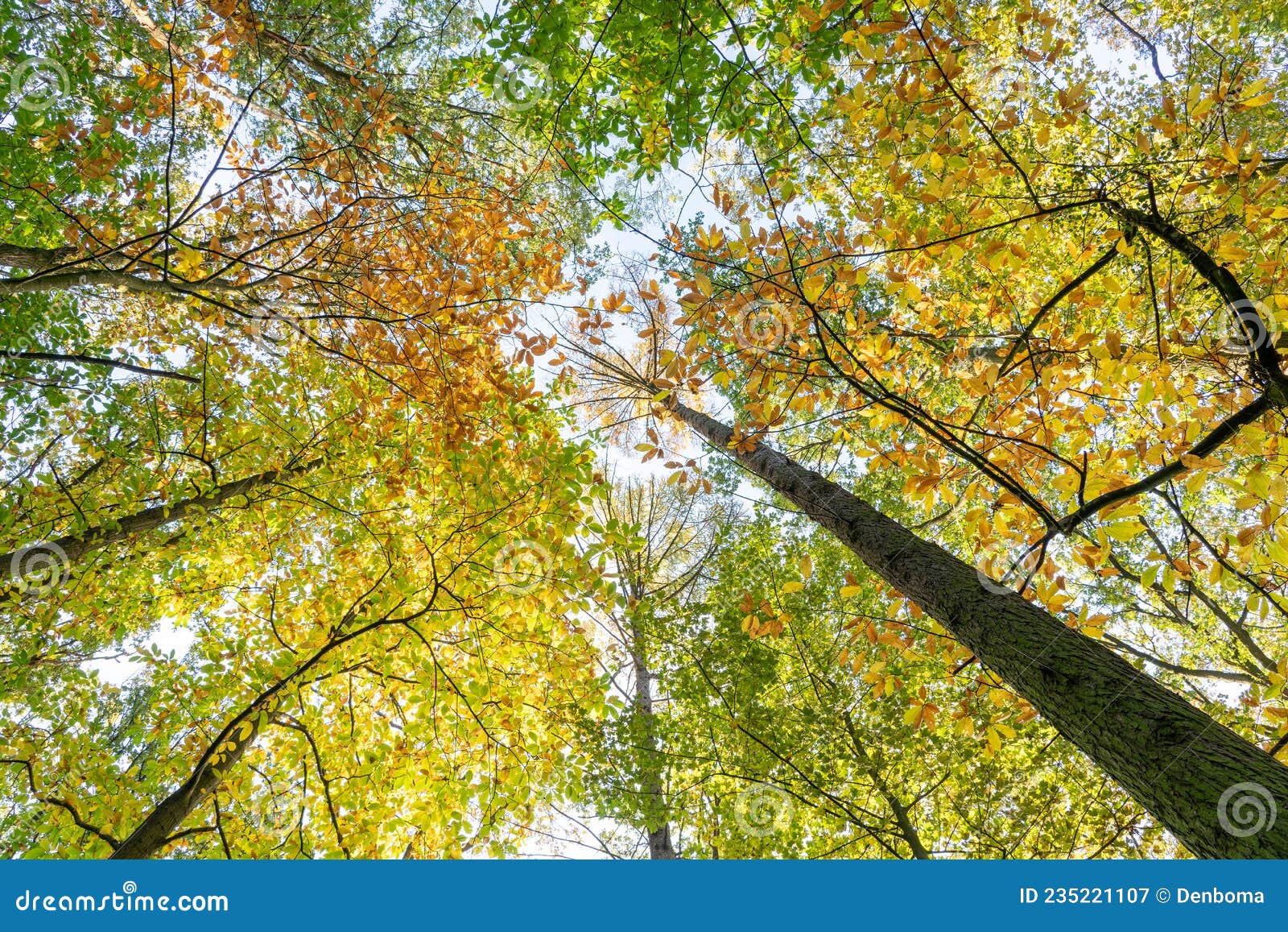 Tree tops in the forest stock image. Image of branch - 235221107