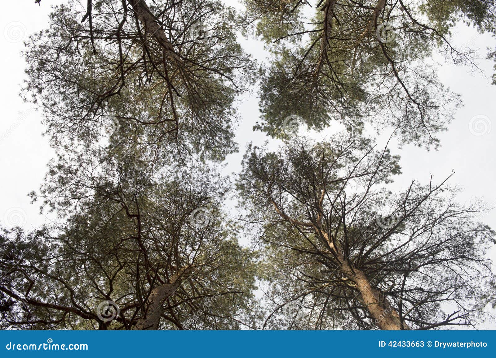 Tree tops stock image. Image of tops, light, plant, outside - 42433663