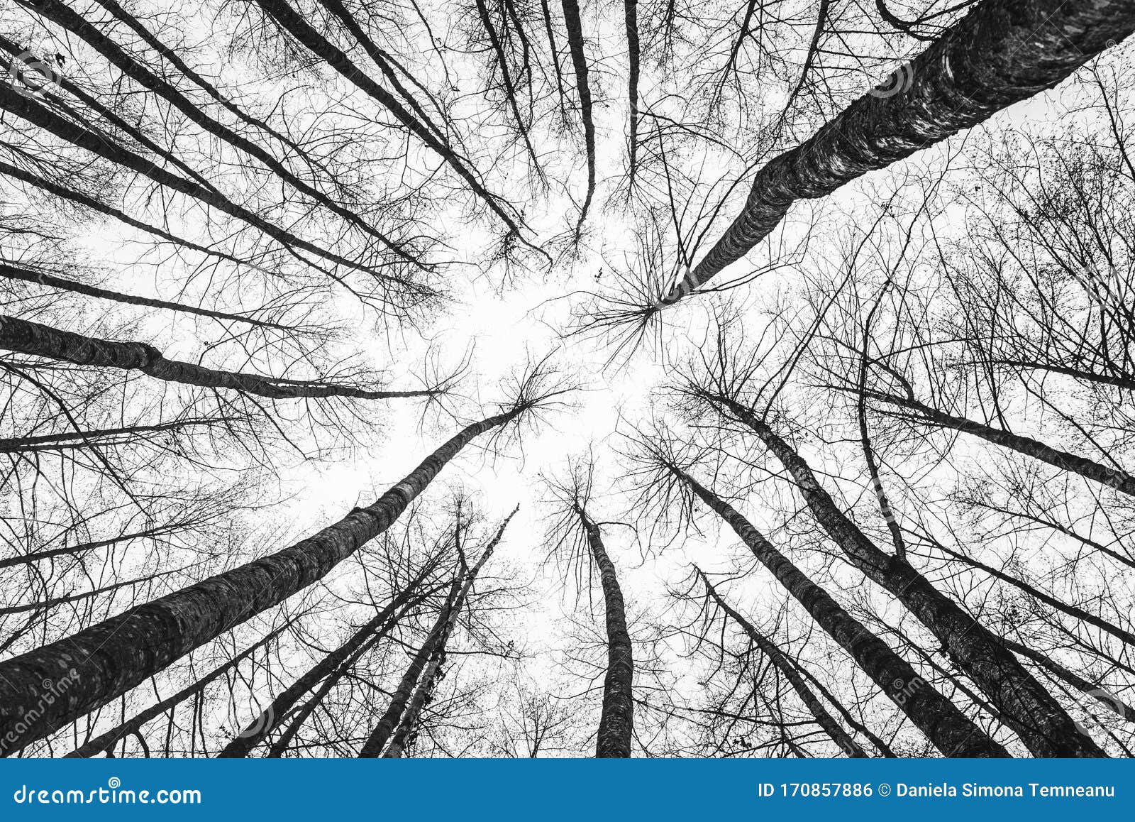 Tree Tops Looking Up. Forest Abstract Scenery. Leafless Trees Stock ...