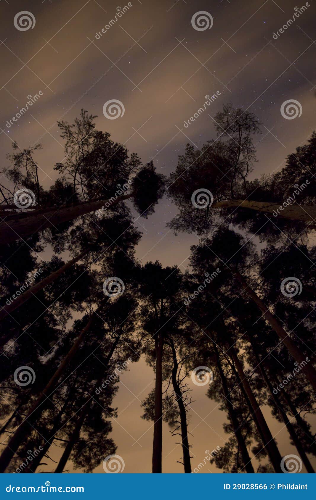 Tree tops at night stock photo. Image of galaxy, impression - 29028566