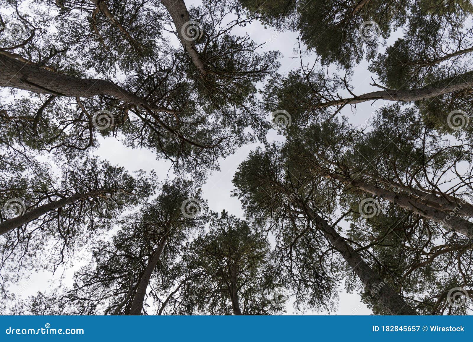 Tree tops stock image. Image of ecological, detail, natural - 182845657