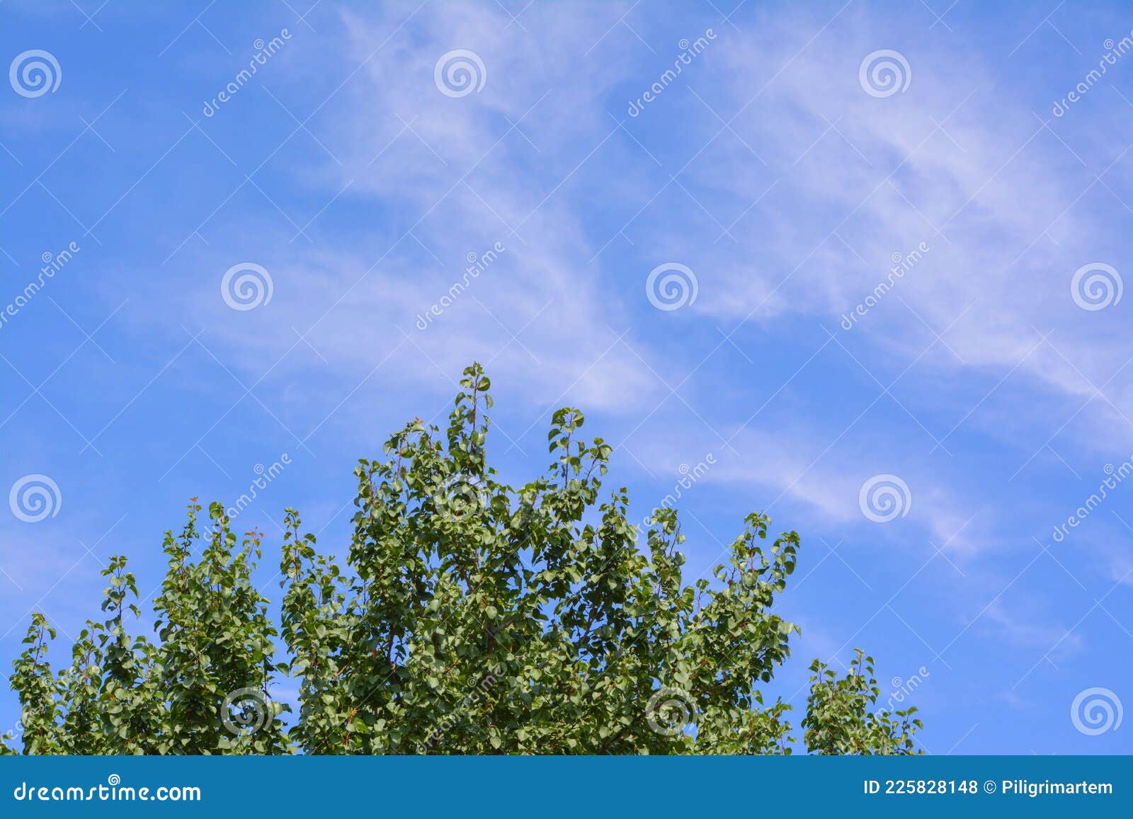 Tree tops in the sky stock photo. Image of landscape - 225828148