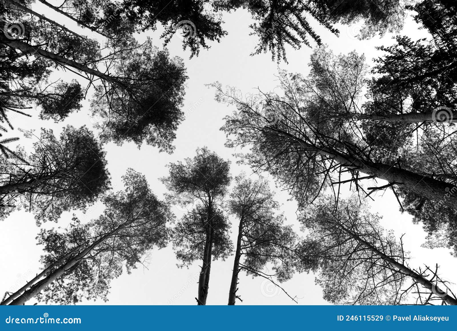 Tree Tops and Sky View. Black and White Stock Image - Image of outside ...