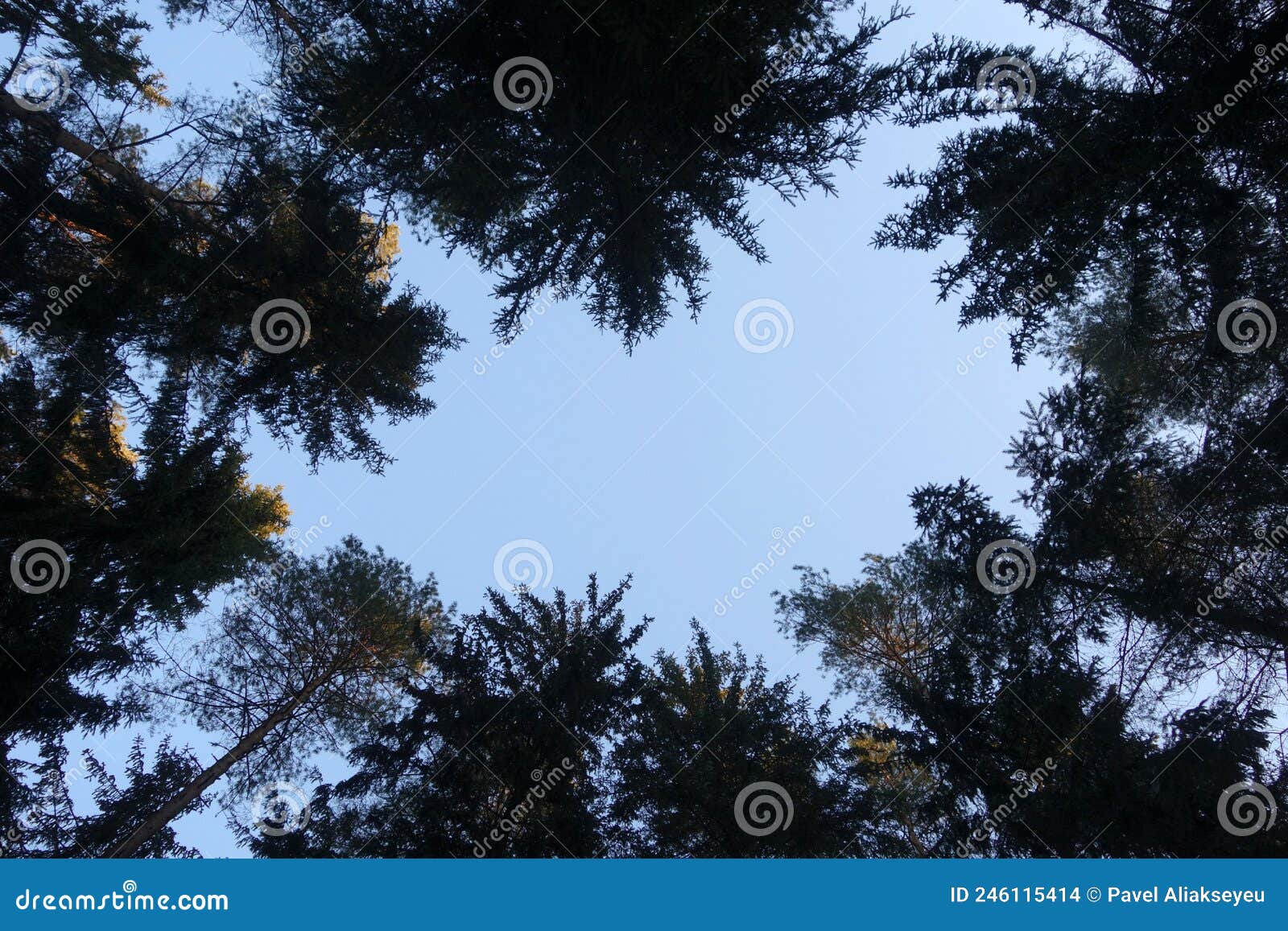Tree tops and sky view stock photo. Image of change - 246115414