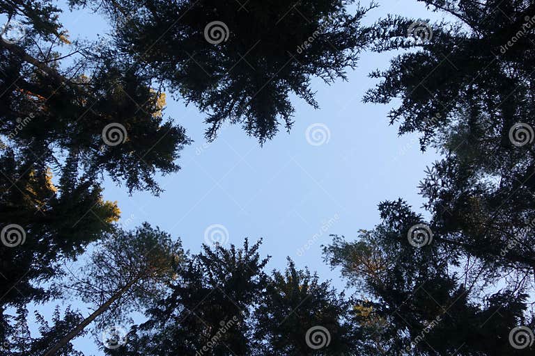 Tree tops and sky view stock photo. Image of change - 246115414