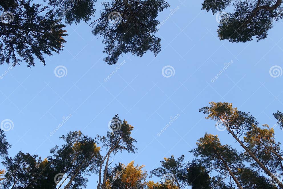 Tree tops and sky view stock image. Image of grove, angle - 246115591