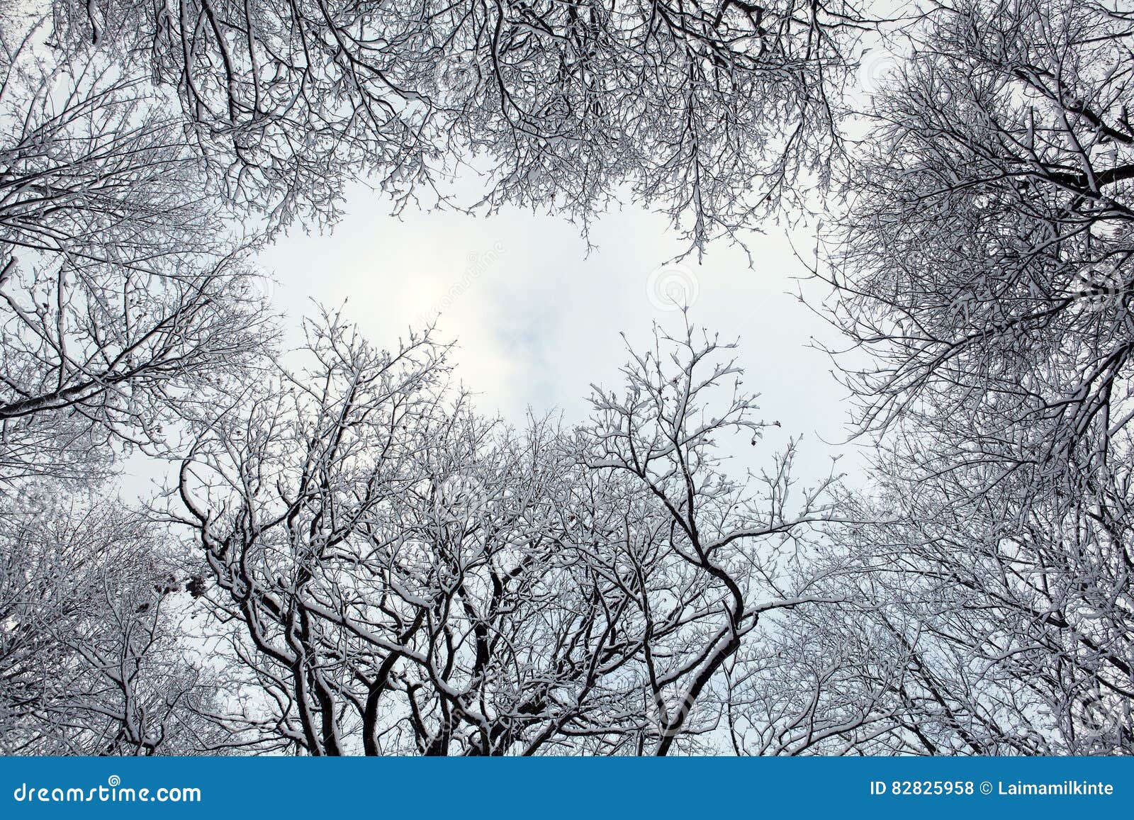 Tree tops with snow. stock photo. Image of park, forest - 82825958