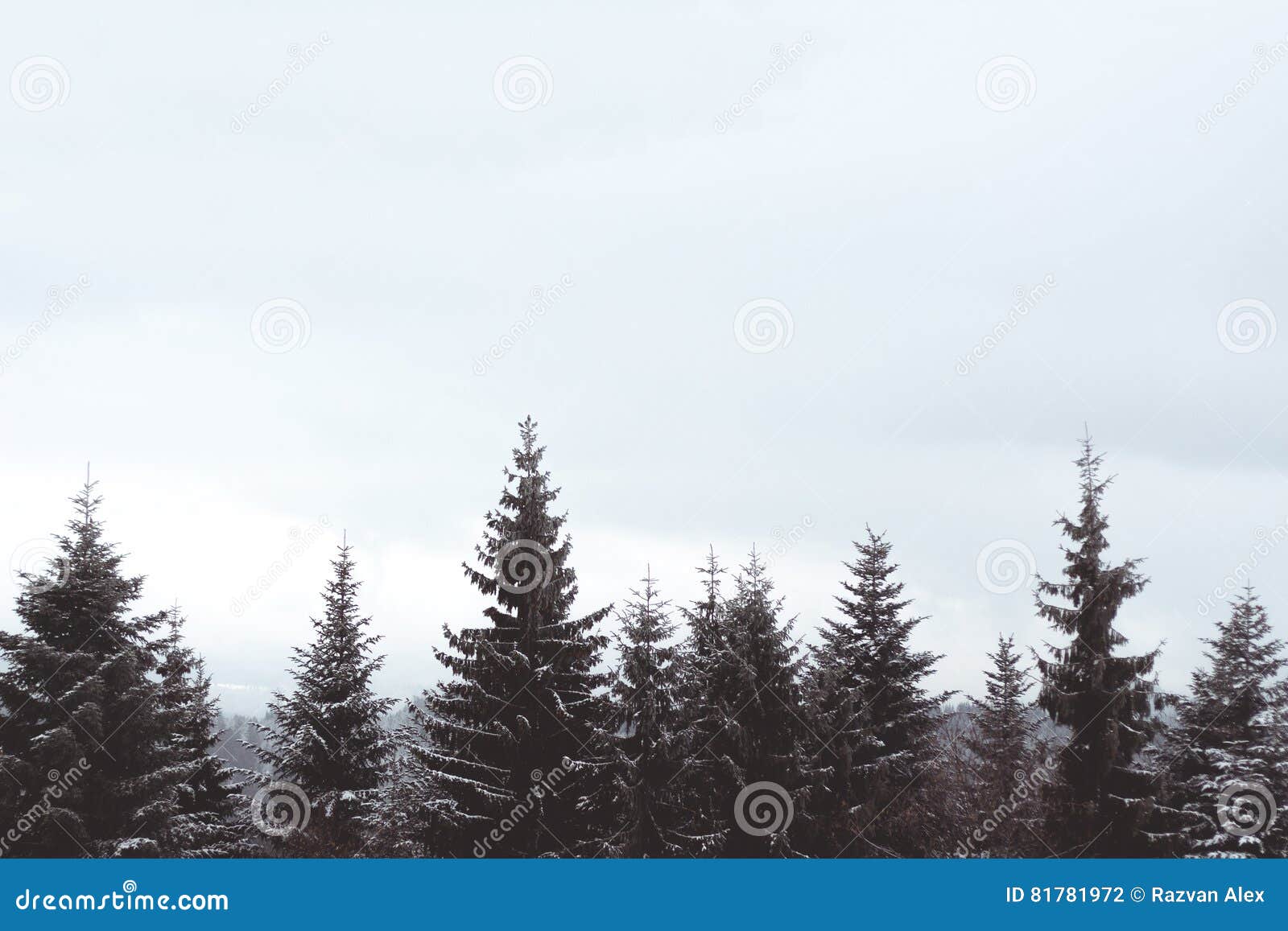 Tree tops stock photo. Image of beautiful, forest, evergreen - 81781972