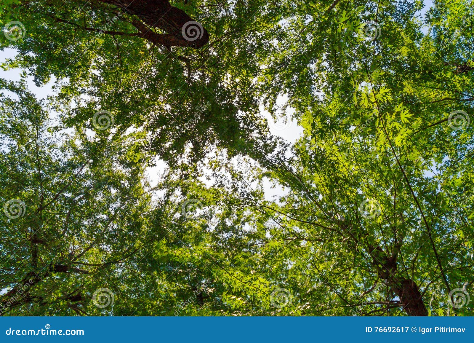 Tree tops stock image. Image of park, city, branches - 76692617