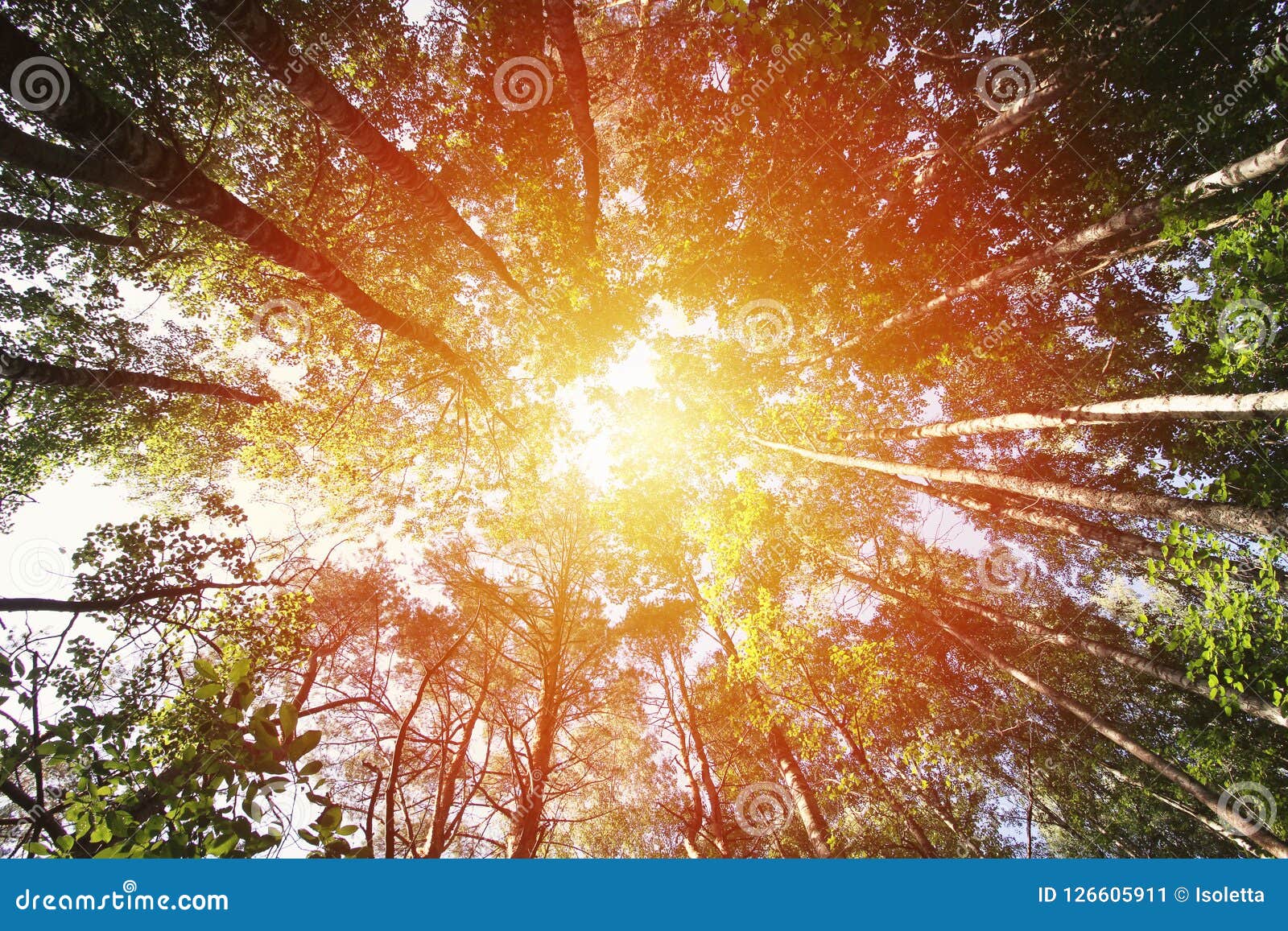 Tree Tops in Soft Sunlight. Summer Forest. Stock Image - Image of ...