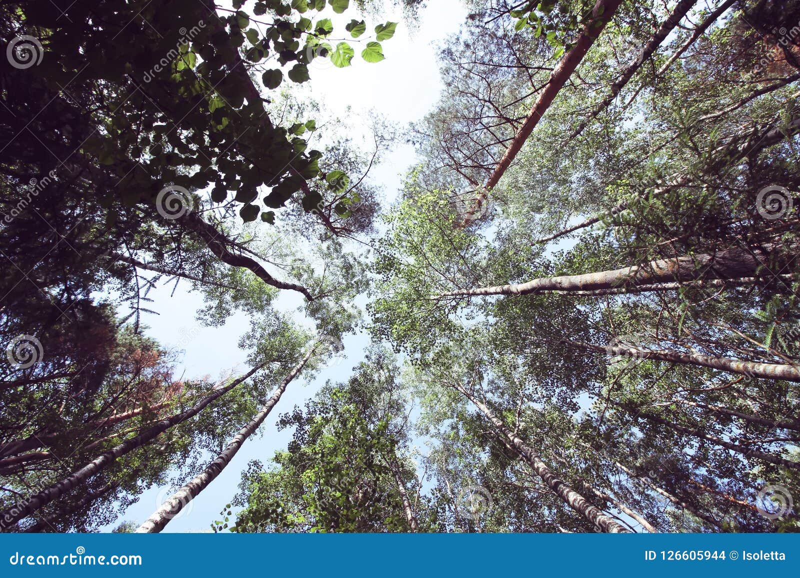 Tree Tops in a Sunlight. Summer Forest. Stock Photo - Image of trees ...