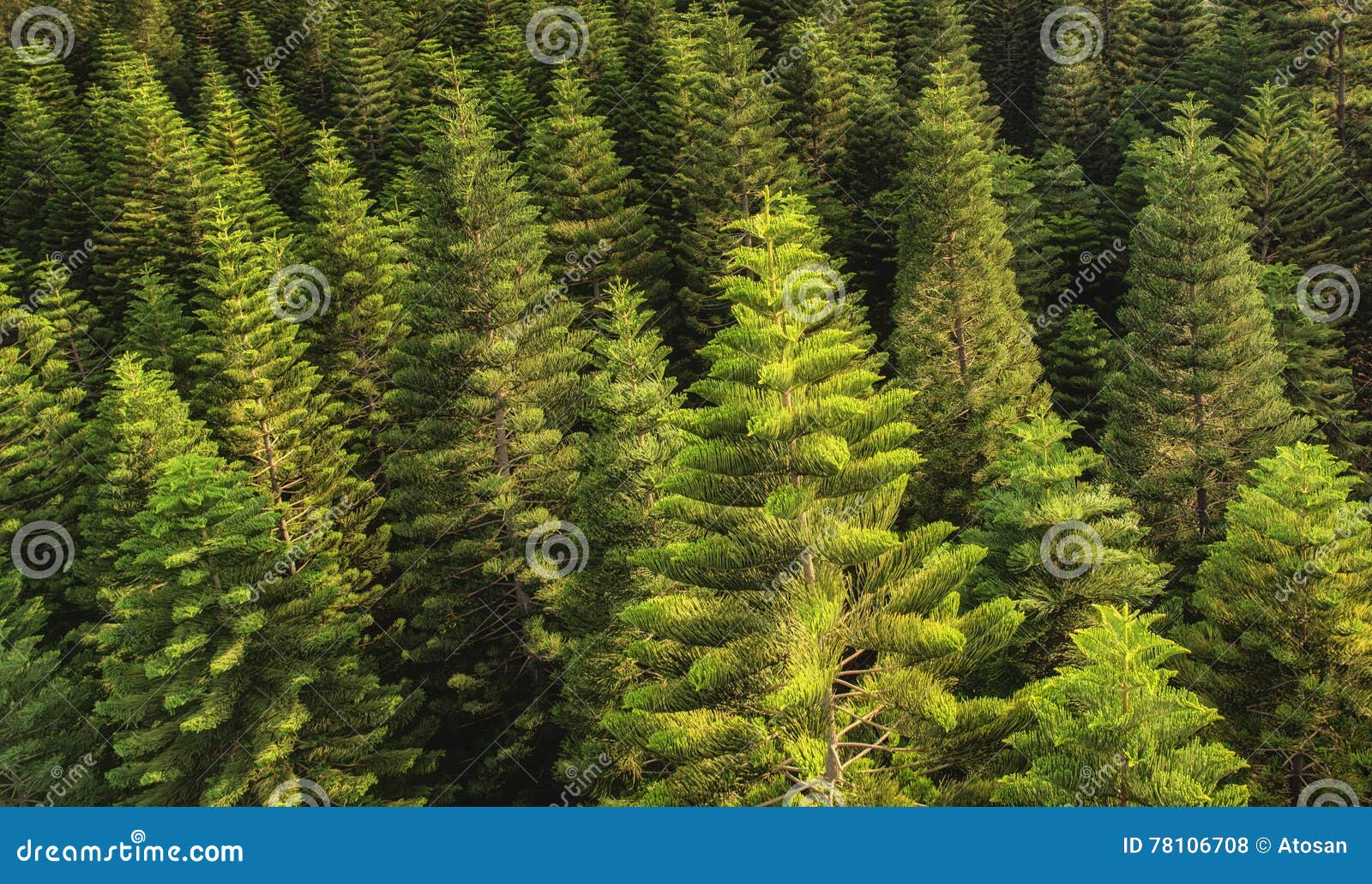 Tree tops texture stock photo. Image of pattern, natural - 78106708