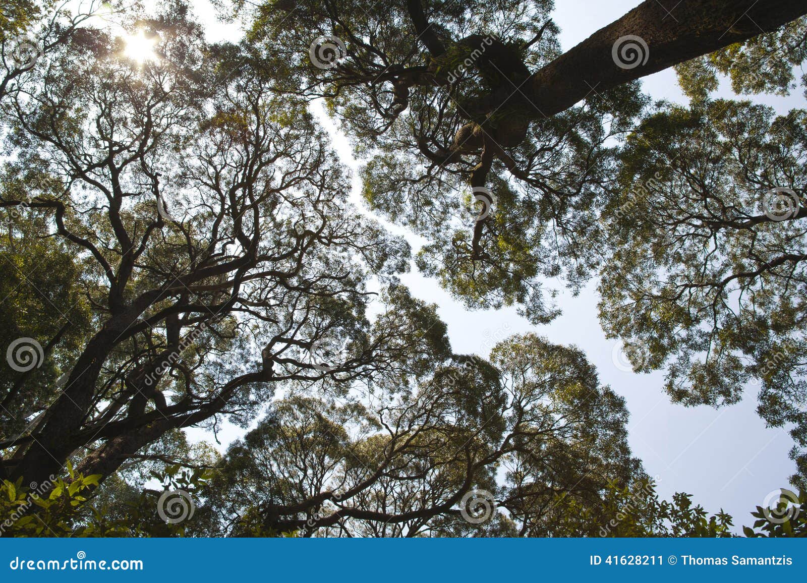 Tree tops stock image. Image of tops, tree, green, canopy - 41628211
