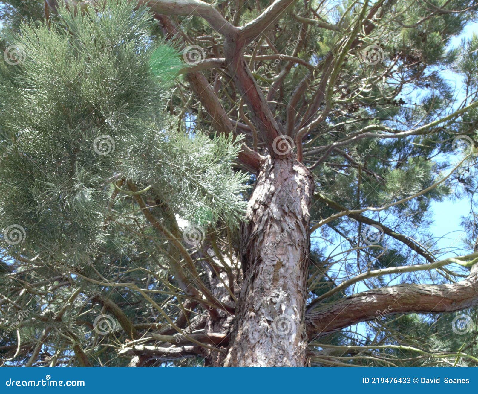 Tree Tops View How Trees Regrow Stock - Photo Stock Image - Image of ...