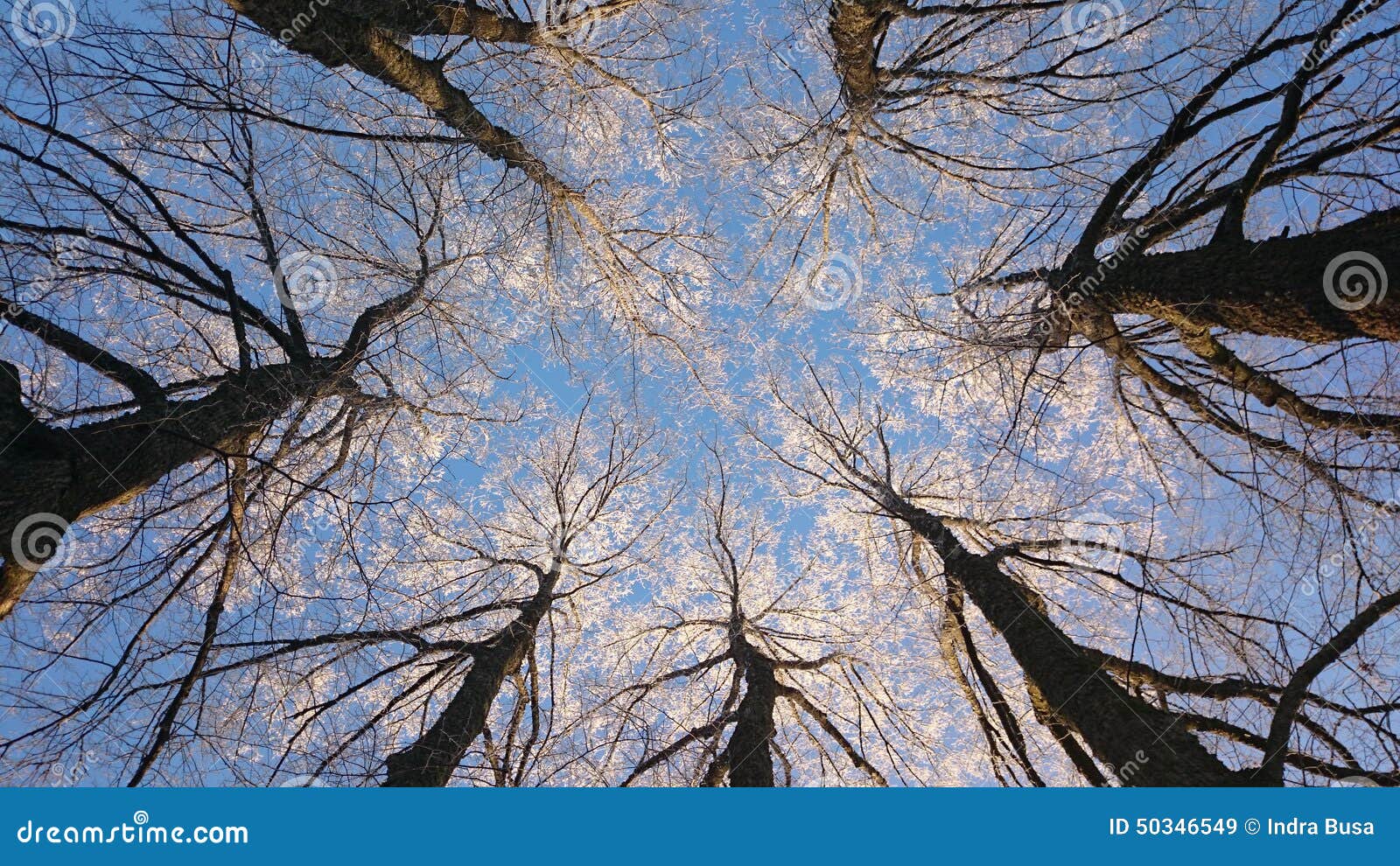 Tree tops stock image. Image of blue, winter, tree, forest - 50346549