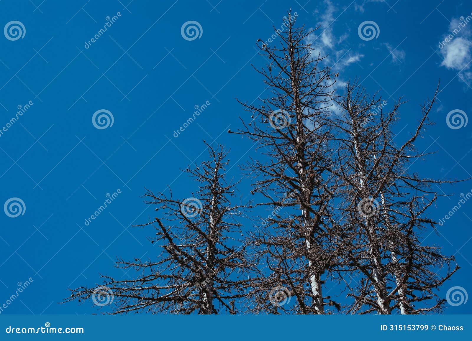 Tree Tops in a Withered Forest, Consequences of a Natural Disaster ...