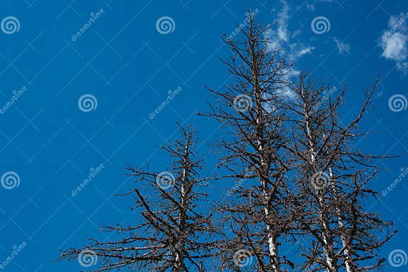 Tree Tops in a Withered Forest, Consequences of a Natural Disaster ...