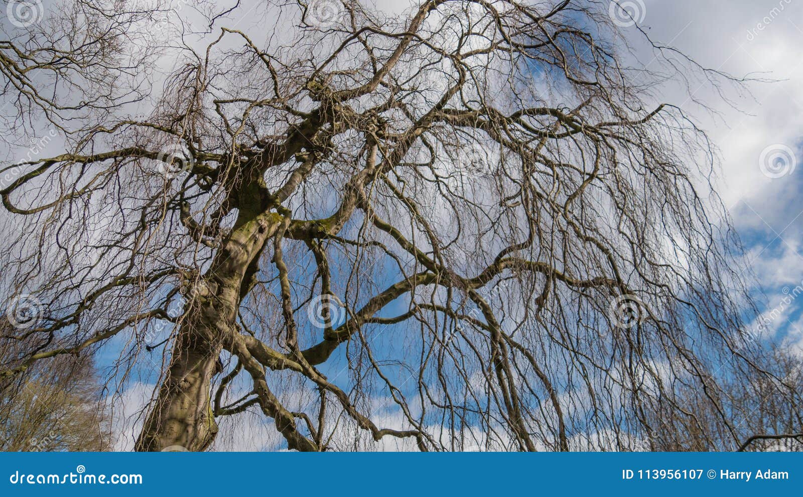 Tree totally fused stock image. Image of idyllic, growth - 113956107