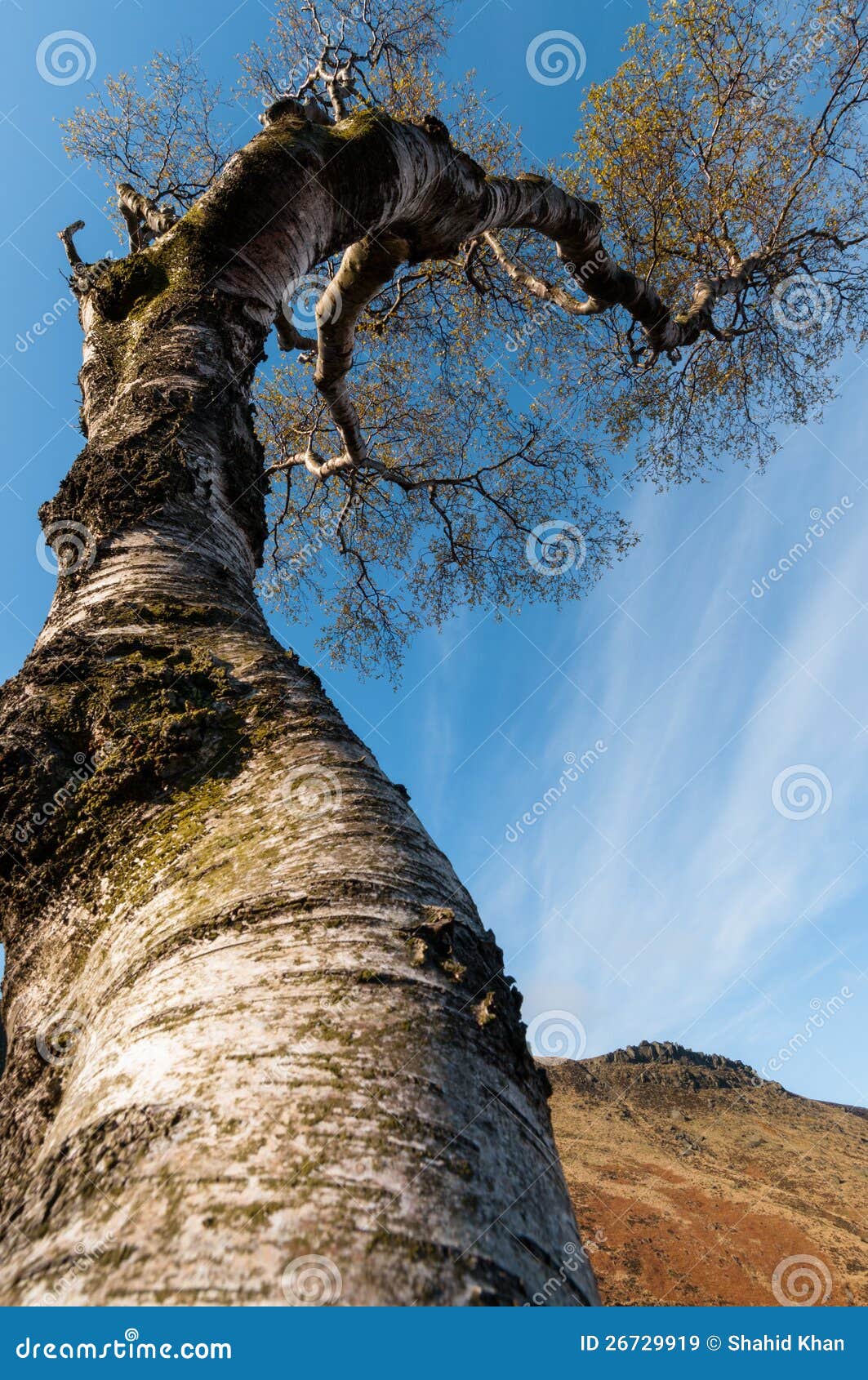 Tree touching sky stock image. Image of outdoors, landscape - 26729919