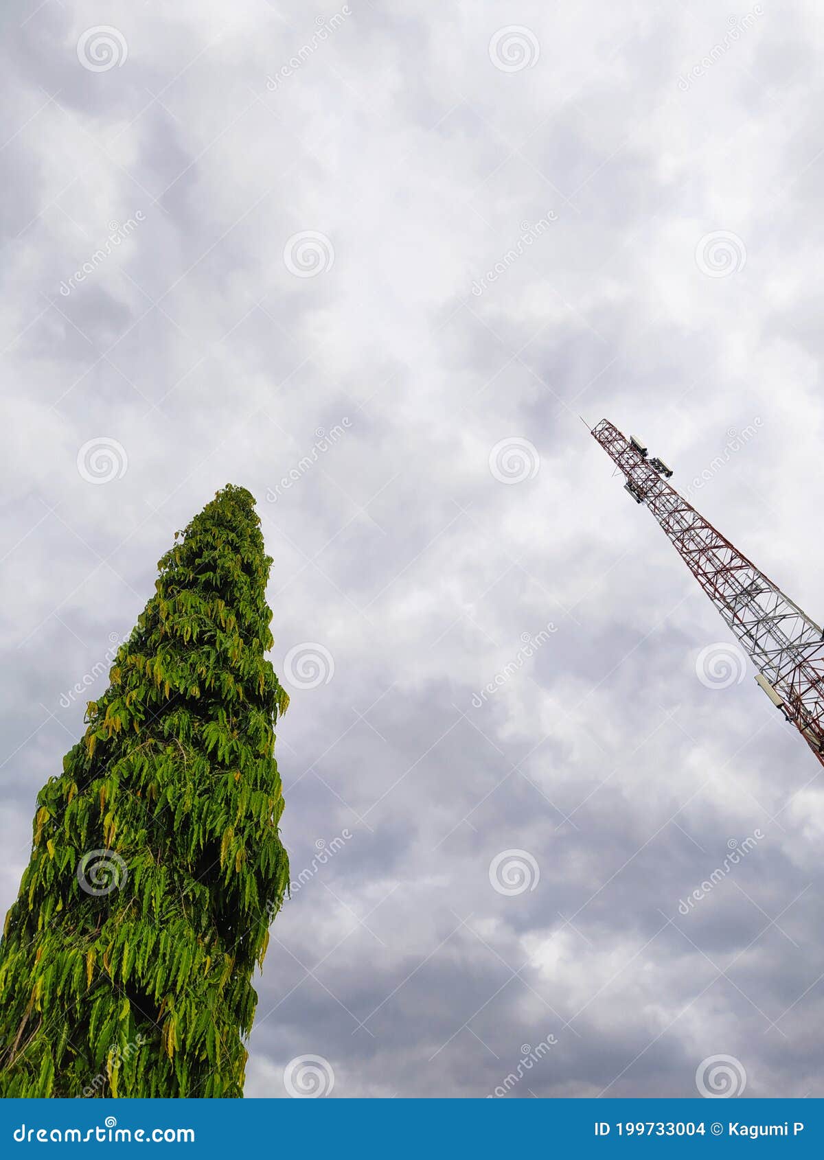 When Tree with Tower Together, Which One Tallest? Stock Photo - Image ...