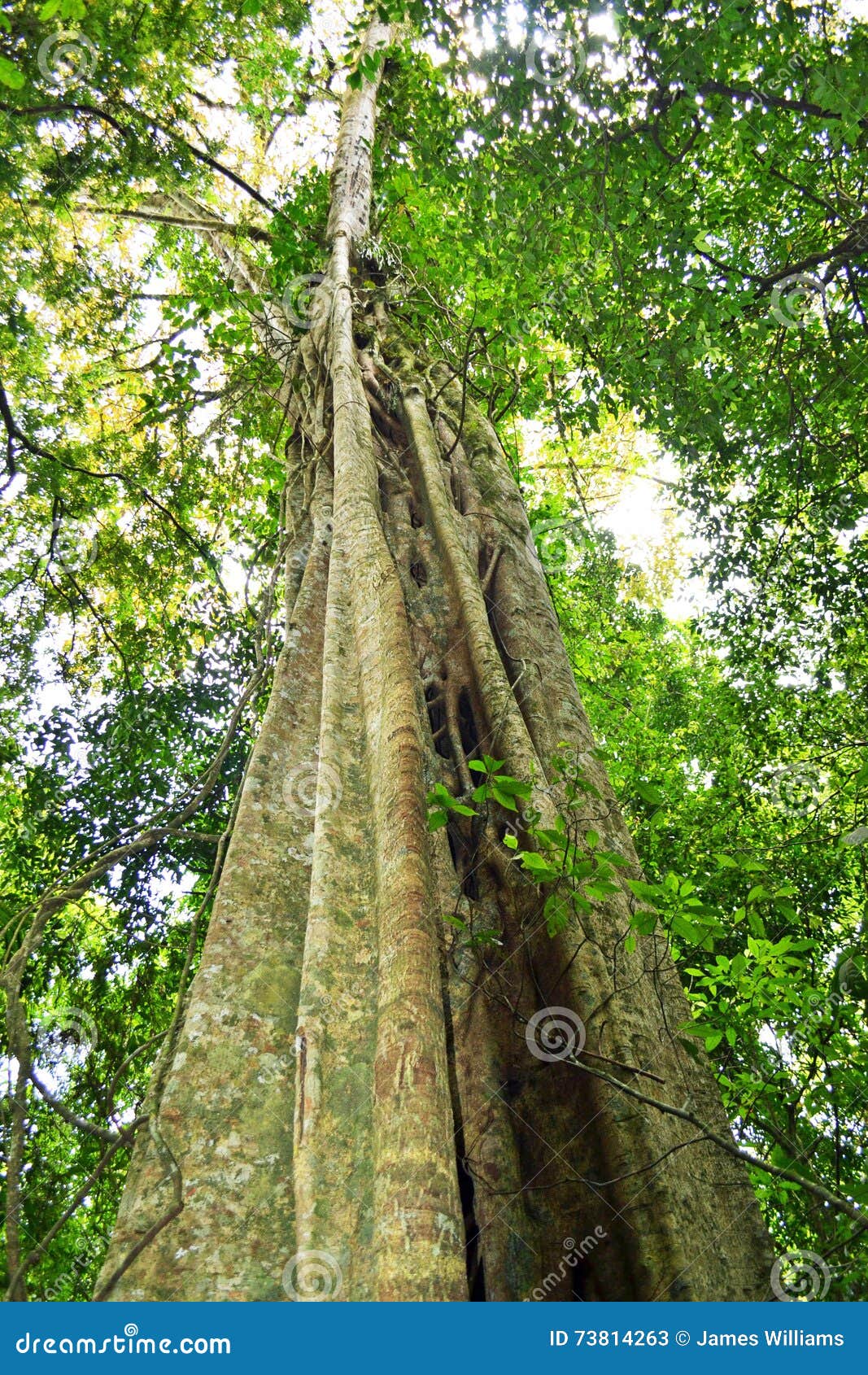 Selva Negra, Nicaragua Stock Image | CartoonDealer.com #123872383