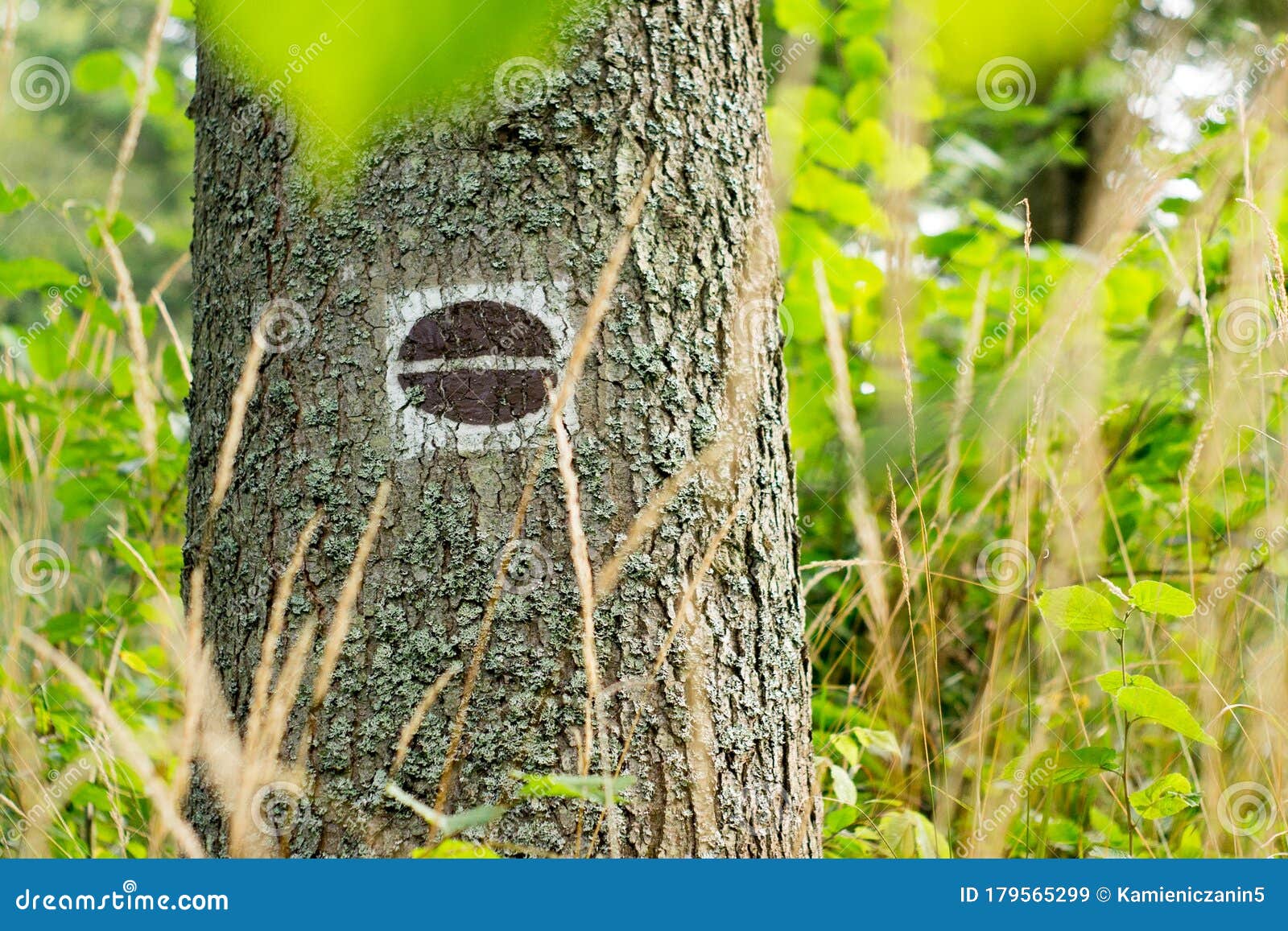 Trail Marking Royalty-Free Stock Photography | CartoonDealer.com #78213941