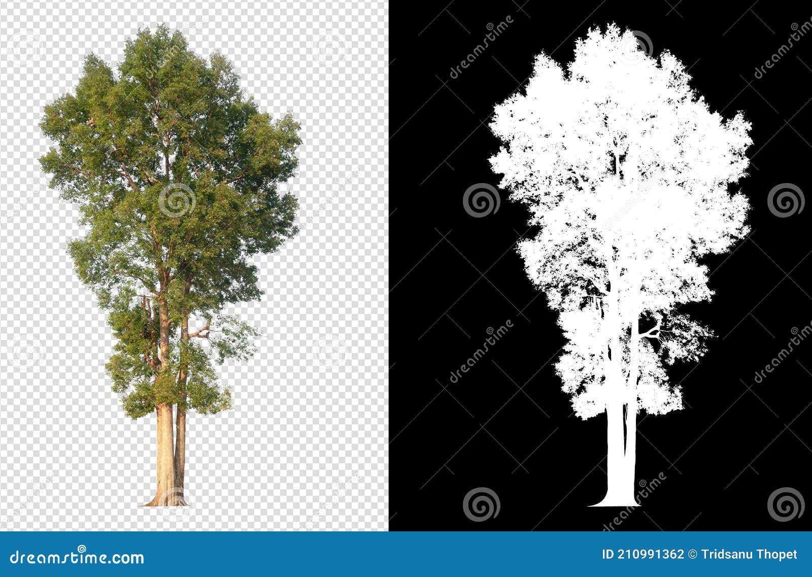 Tree on Transparent Background Picture and Alpha Channel Stock Photo ...