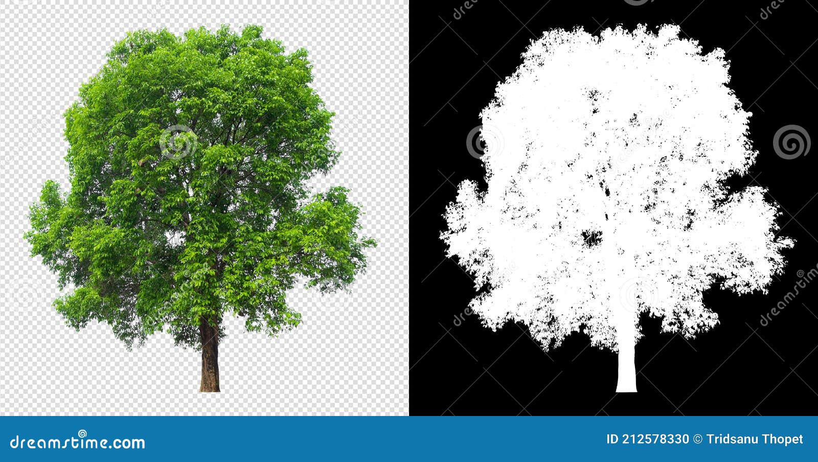 Tree on Transparent Background Picture and Alpha Channel Stock Photo ...
