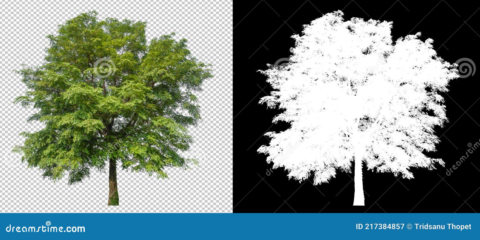 Tree on Transparent Background Picture with Clipping Path Stock Image ...