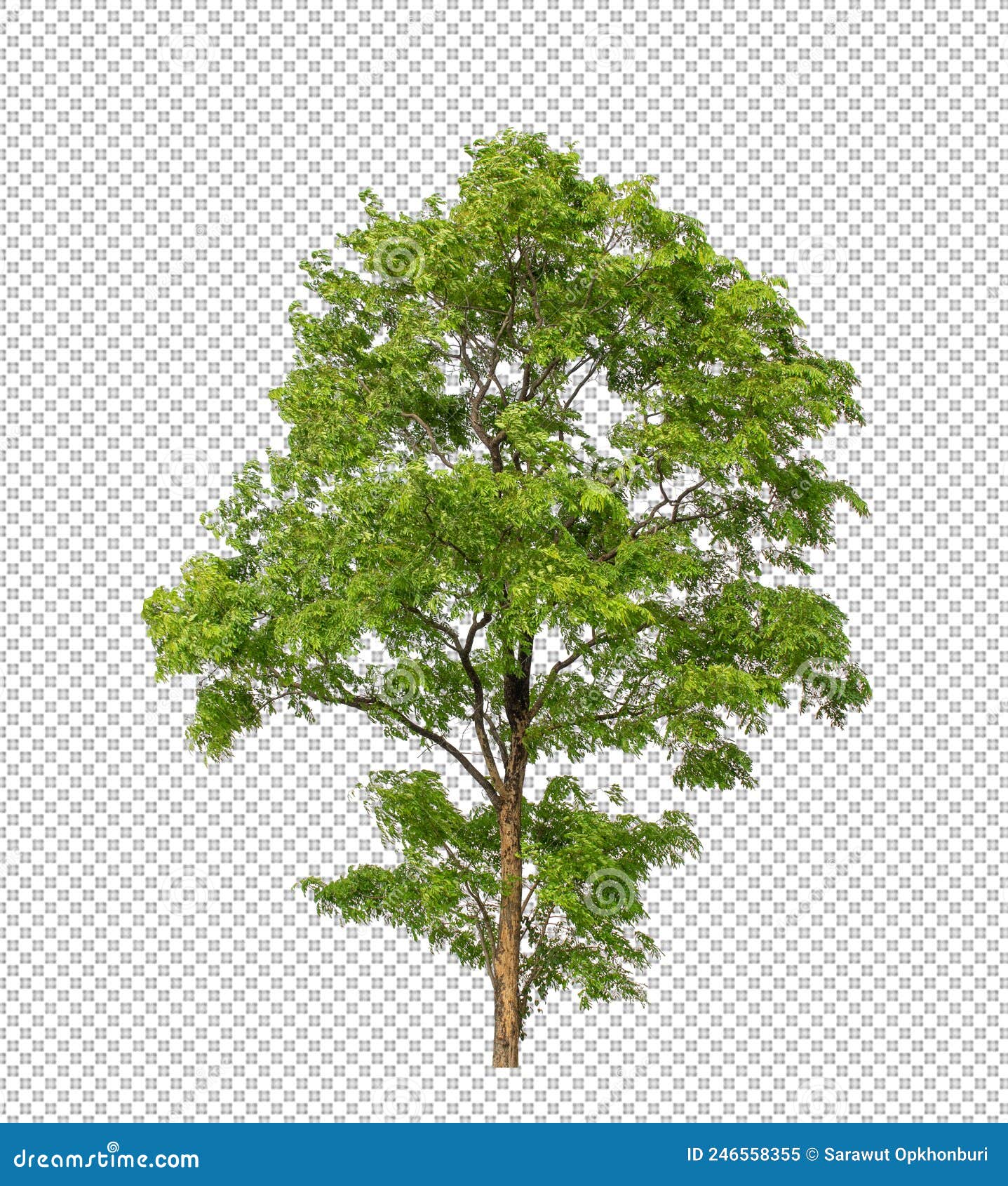 Tree on Transparent Picture Background with Clipping Path, Single Tree ...