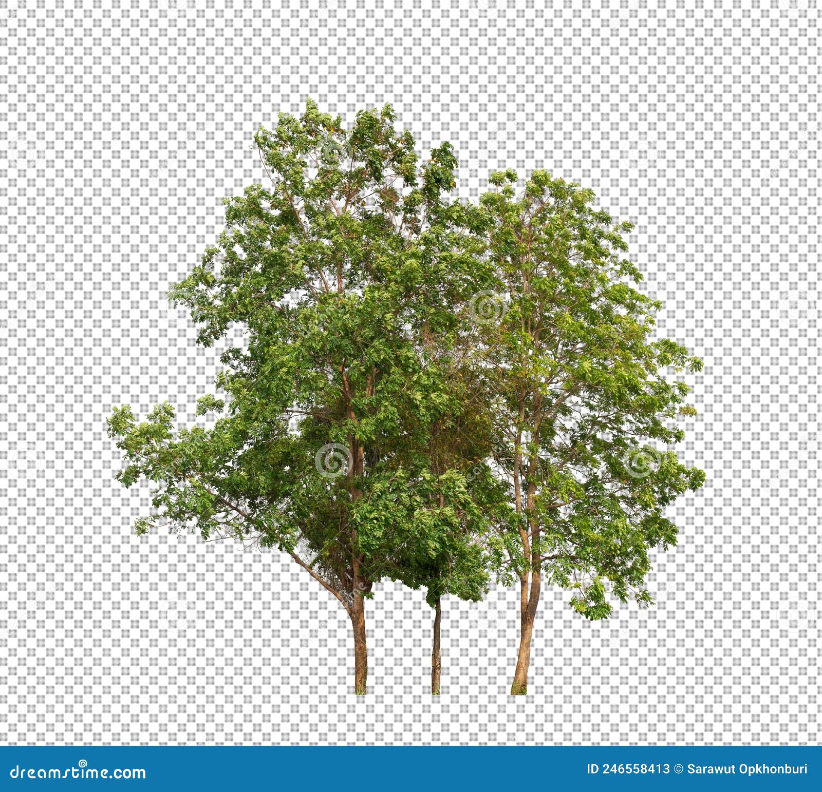 Tree on Transparent Picture Background with Clipping Path, Single Tree ...