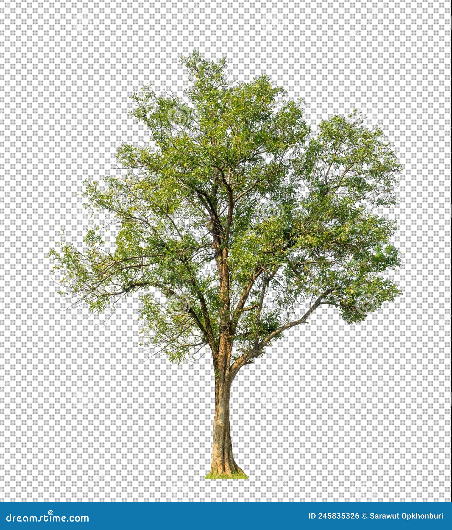 Tree on Transparent Picture Background with Clipping Path, Single Tree ...