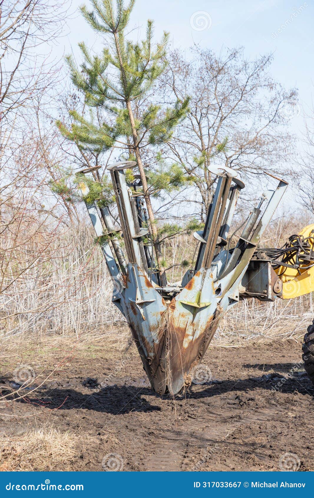 Tree Transplanter Heavy Machine Shovel with Pine Tree. Planting of Tree ...