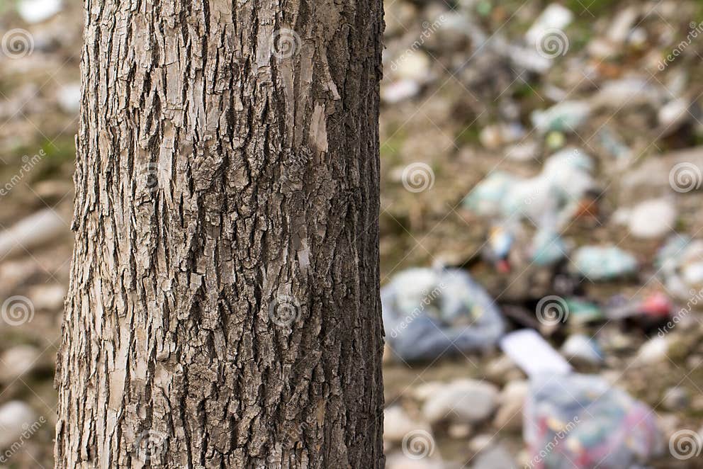 Tree in the trash stock image. Image of decompose, people - 103466639