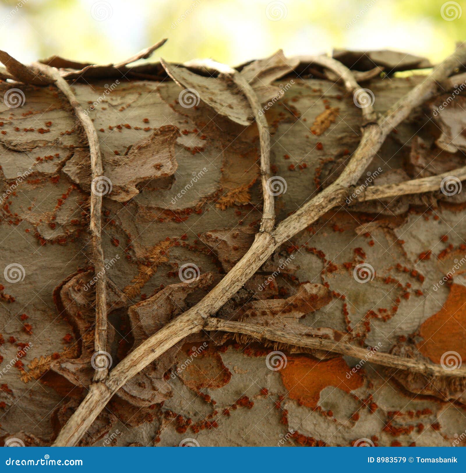 Tree on tree stock image. Image of tree, growing, natural - 8983579