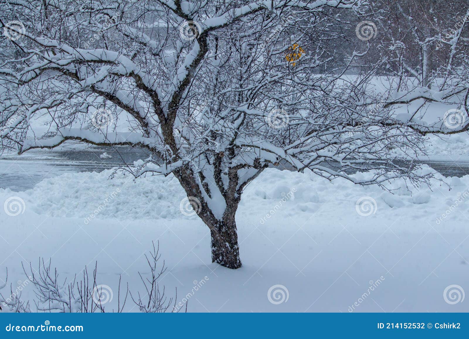 Tree Tree Branches Covered in Deep Snow Stock Photo - Image of abstract ...