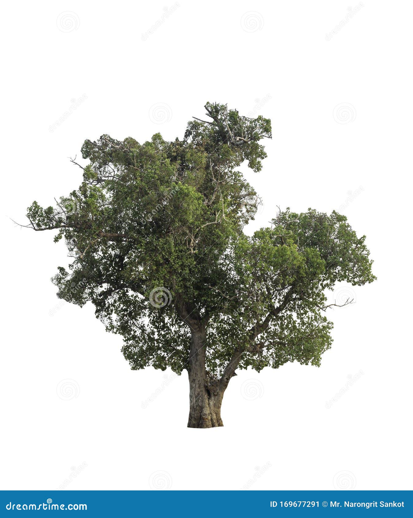 Tree stock image. Image of outdoors, jungle, botanical - 169677291