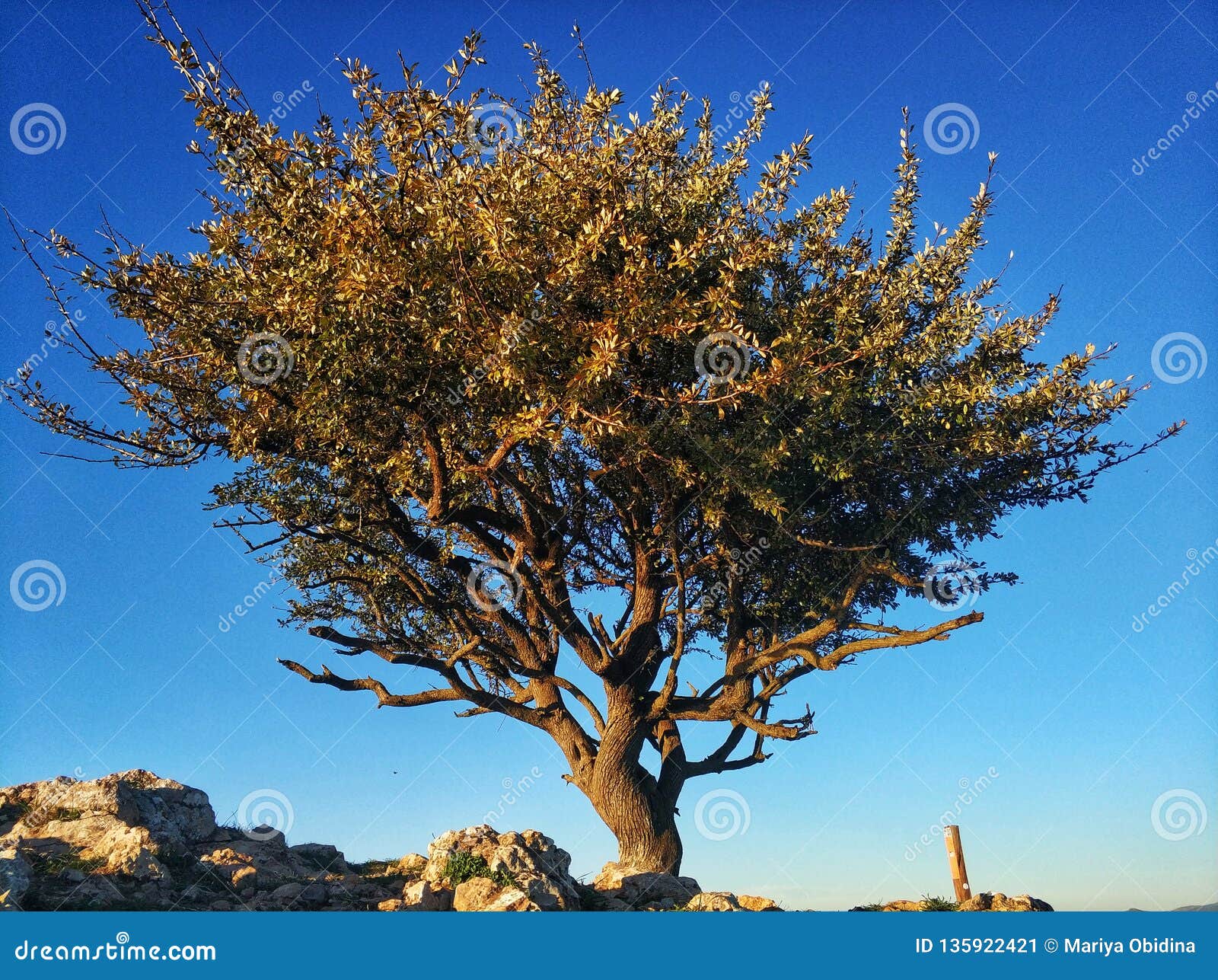 Tree stock image. Image of ilyas, mountain, tree, kaya - 135922421