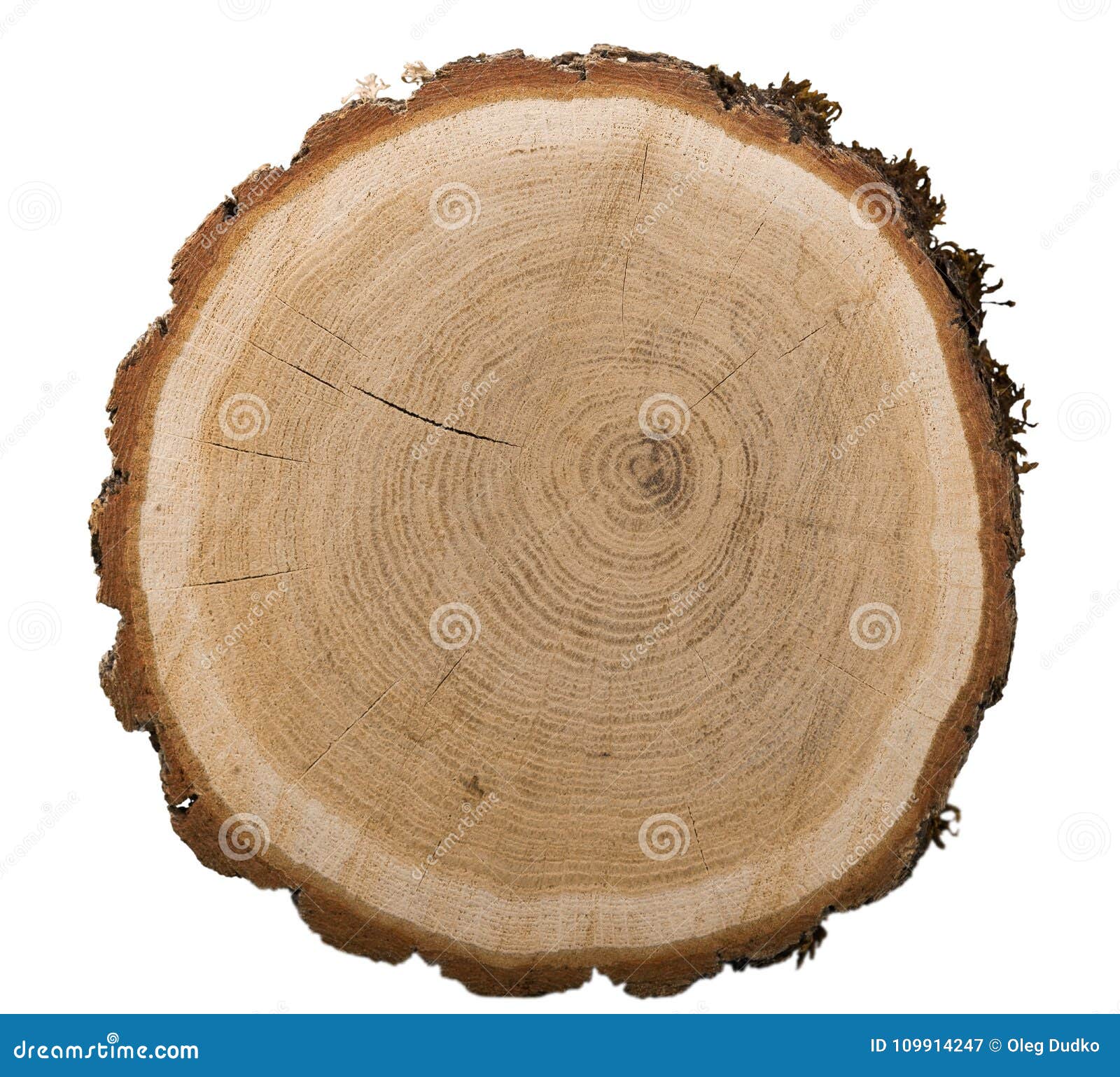 Tree stock image. Image of cross, irregular, grain, empty - 109914247