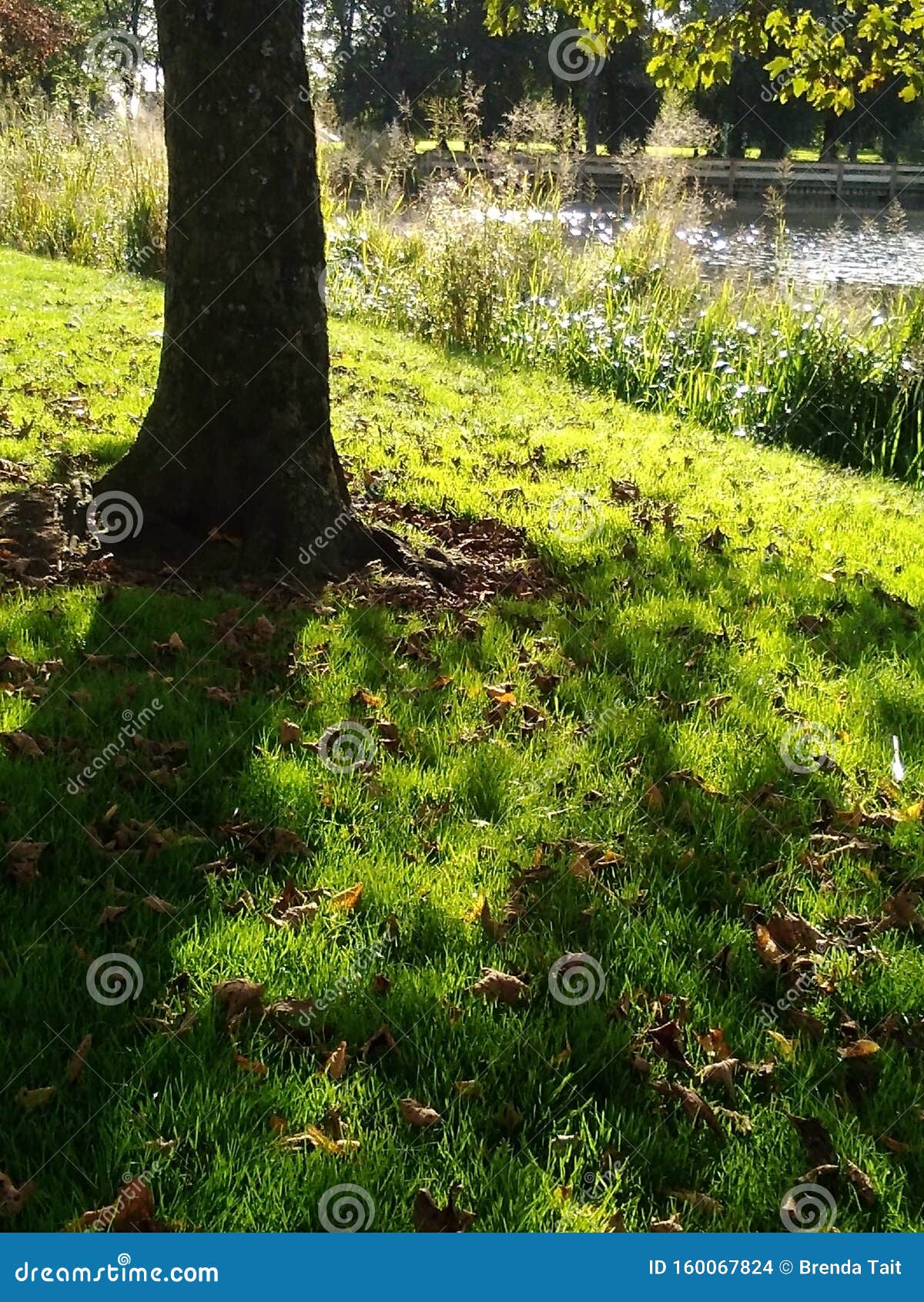 The tree stock photo. Image of tree, dappled, lighting - 160067824