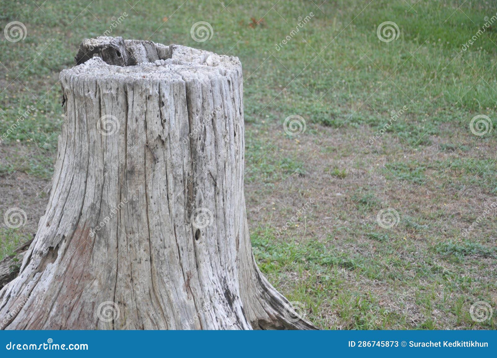 A Tree ,tree Trunk Round of Green Grass and the Strong Base of the Tree ...