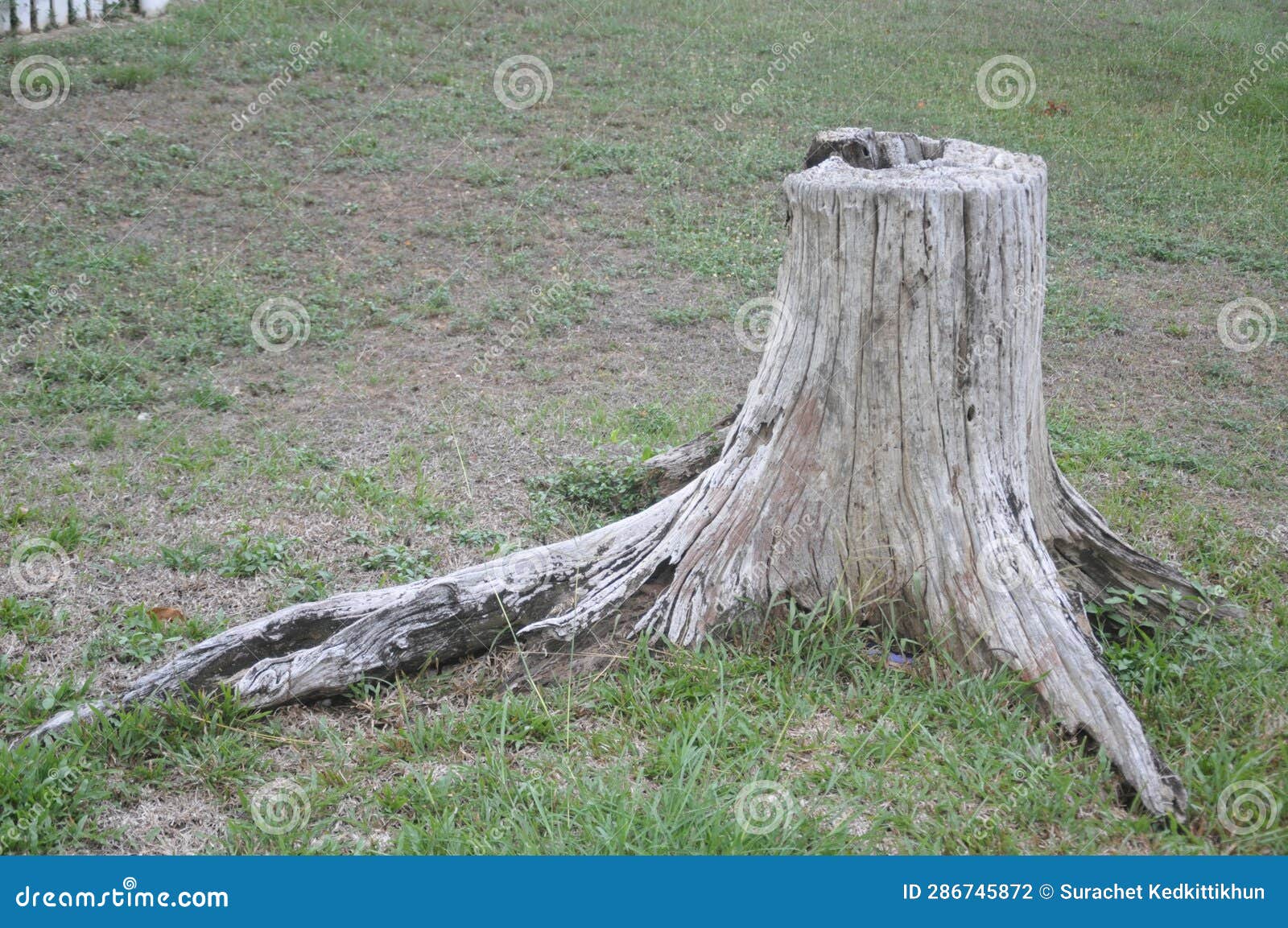 A Tree ,tree Trunk Round of Green Grass and the Strong Base of the Tree ...