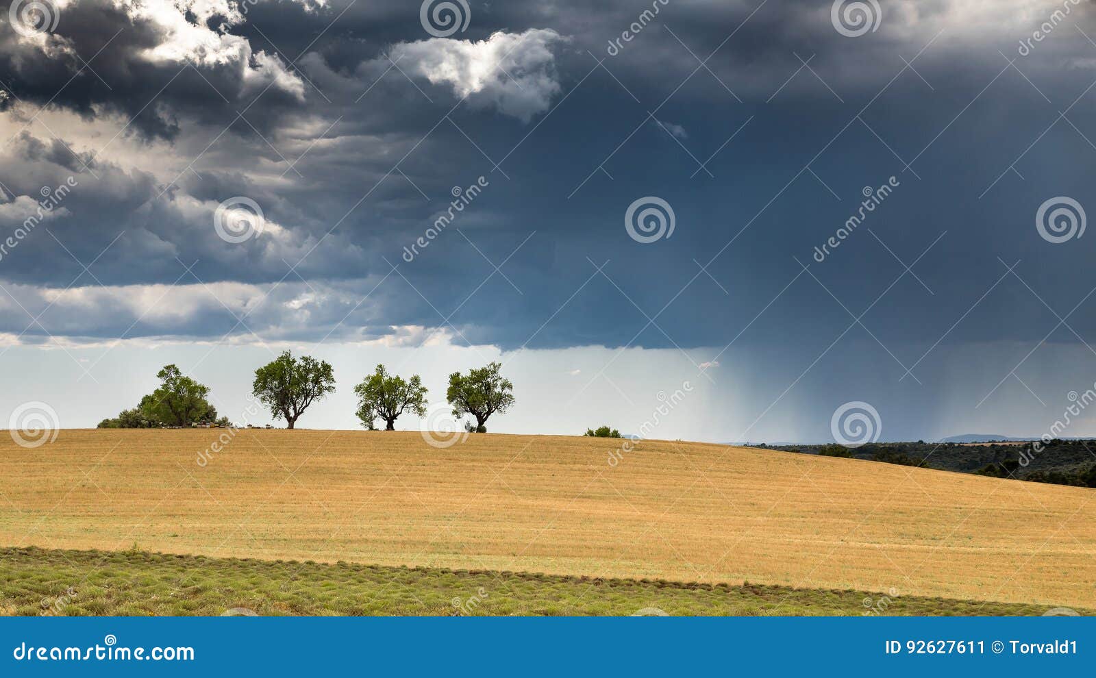 Tree Trees in the Field with the Approaching Thunderstorm Stock Image ...