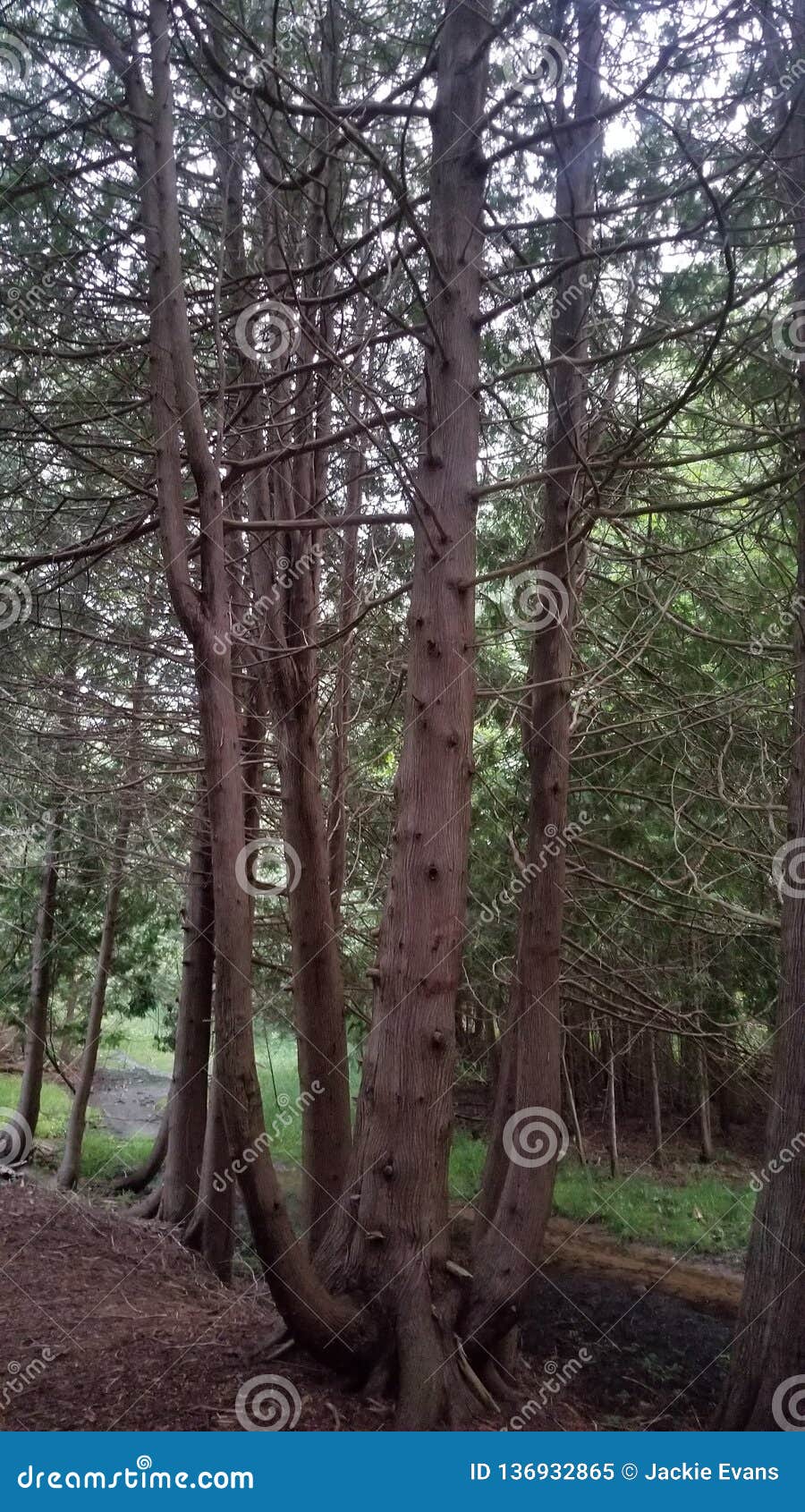 Tree stock image. Image of ground, tree, path, trees - 136932865