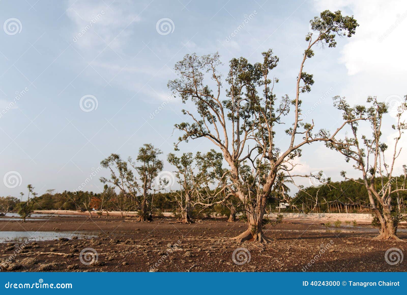 Tree stock photo. Image of ornaments, beach, backgrounds - 40243000
