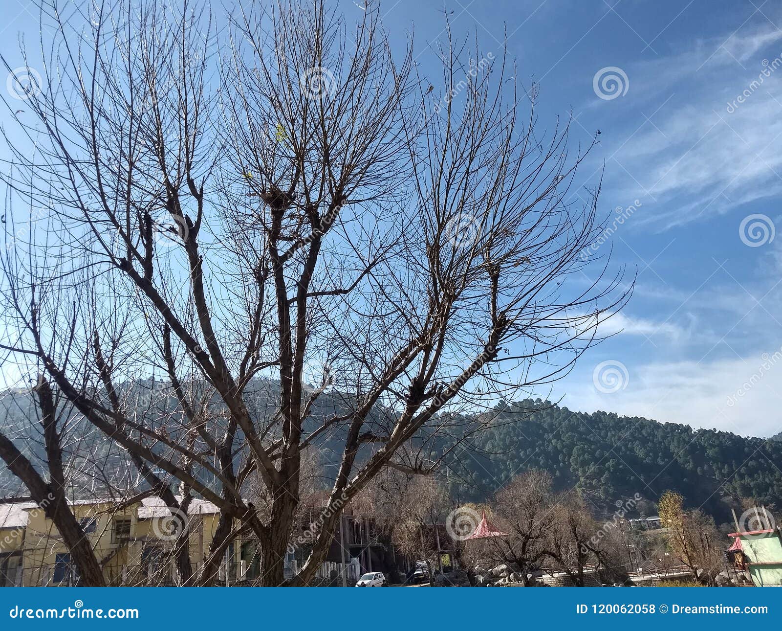 Tree stock photo. Image of nature, pradesh, himachal - 120062058