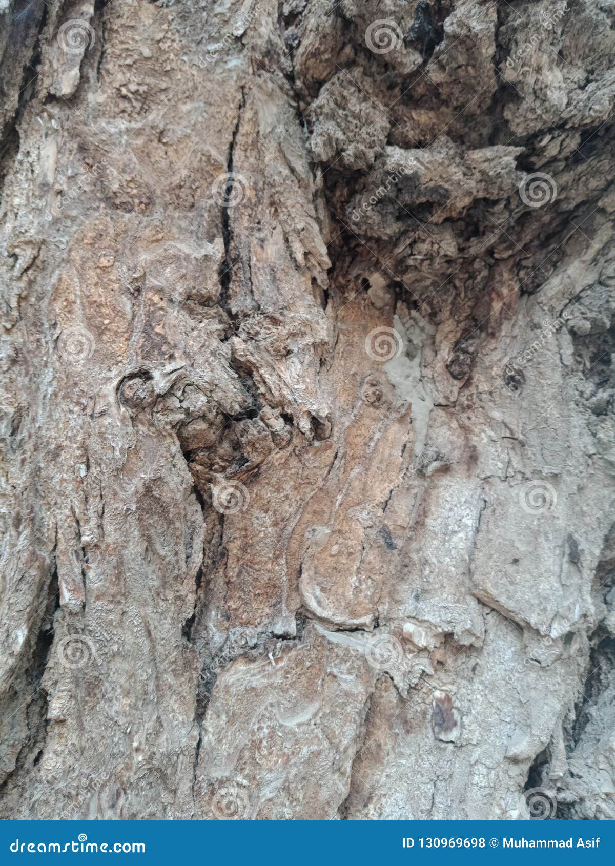 Tree stock photo. Image of tree, skin, nature, trees - 130969698